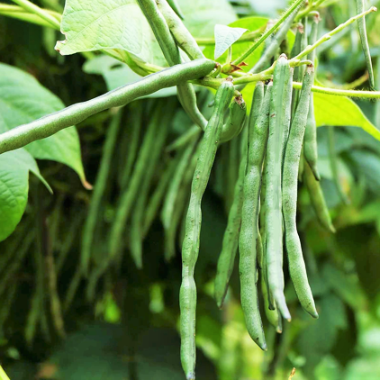 Jade Green Bean Seeds (Bush) | Slender Delicate Haricot Vert Vegetable ...