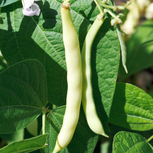 Bai Bu Lao Romano Pole Bean Seeds | Non GMO Stringless Green Flat Beans ...