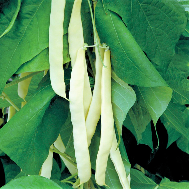Bai Bu Lao Romano Pole Bean Seeds | Non GMO Stringless Green Flat Beans ...