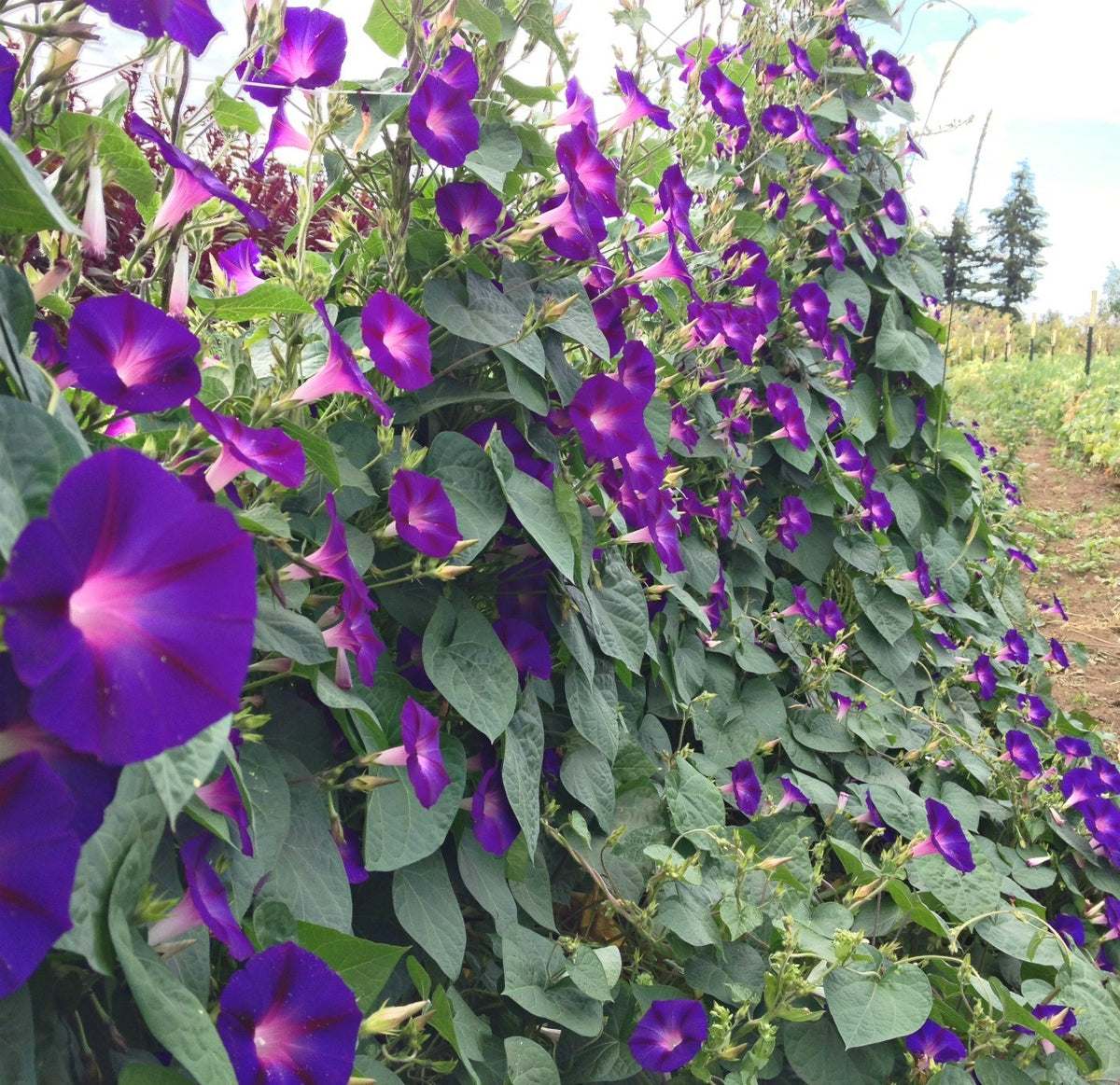 Grandpa Ott Purple Morning Glory Seeds | USA Garden Flower Vine ...