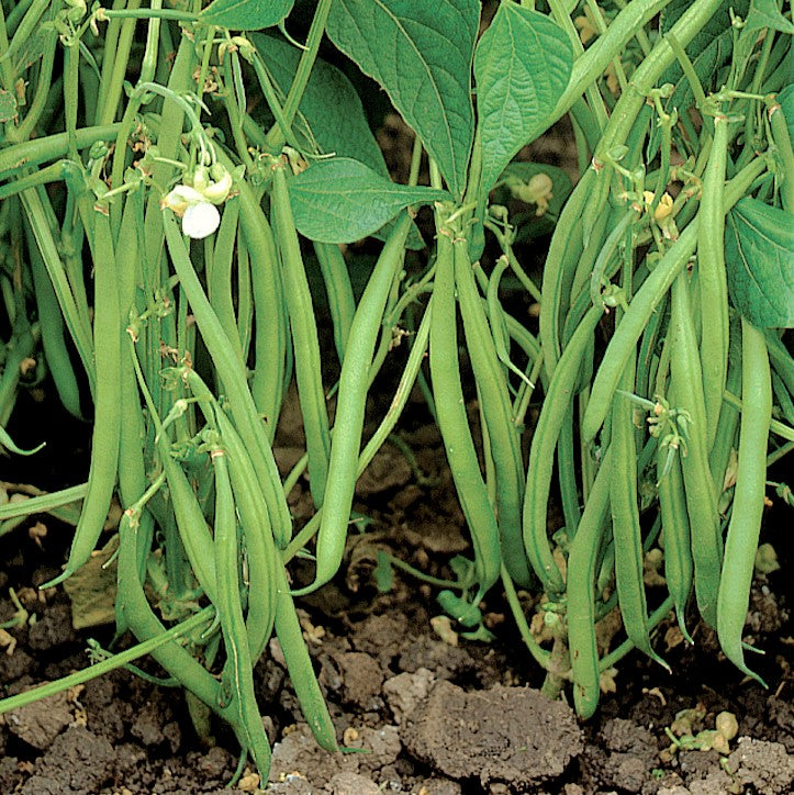 Blue Lake 274 Green Bean Seeds (Bush) | USA Garden Vegetable Stringless ...