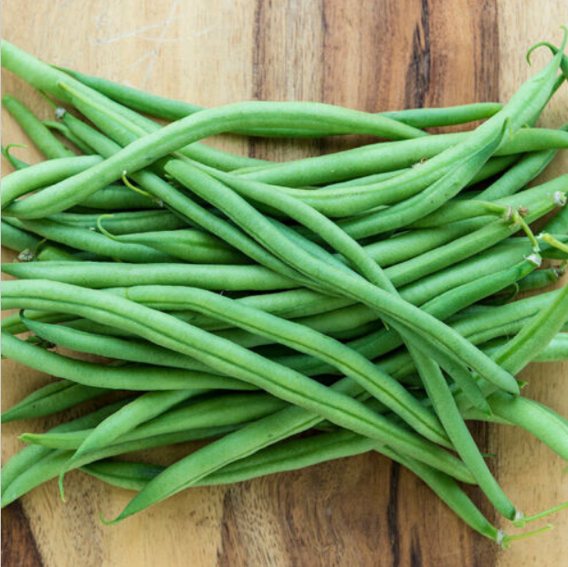 Provider Green Bean Seeds | Non GMO Heirloom Mosaic Virus Resistant ...