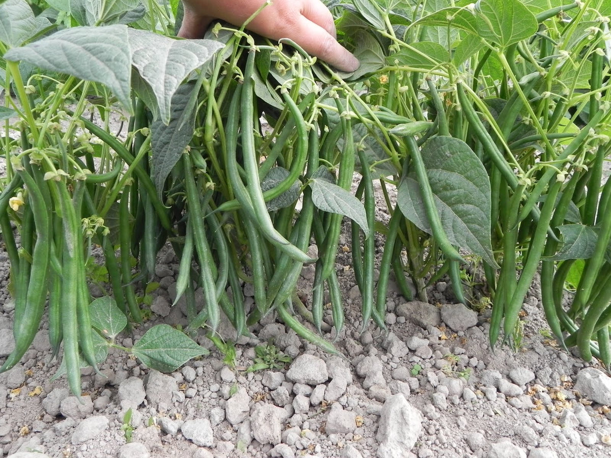 Jade Green Bean Seeds (Bush) | Slender Delicate Haricot Vert Vegetable ...