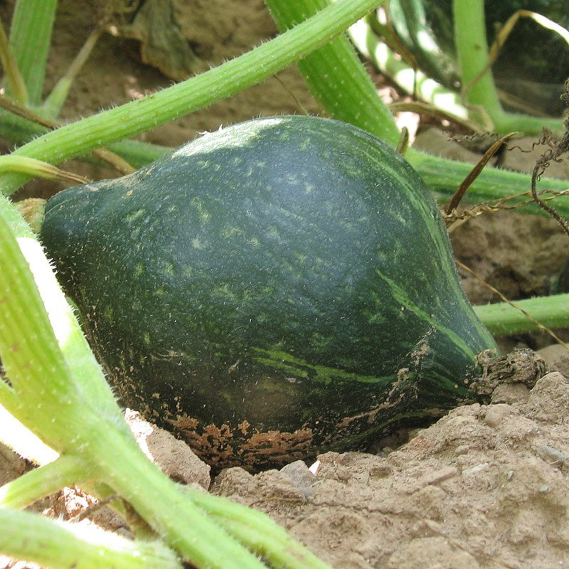 Green Hubbard Squash Seeds | USA Garden Vegetable Winter Pumpkin ...