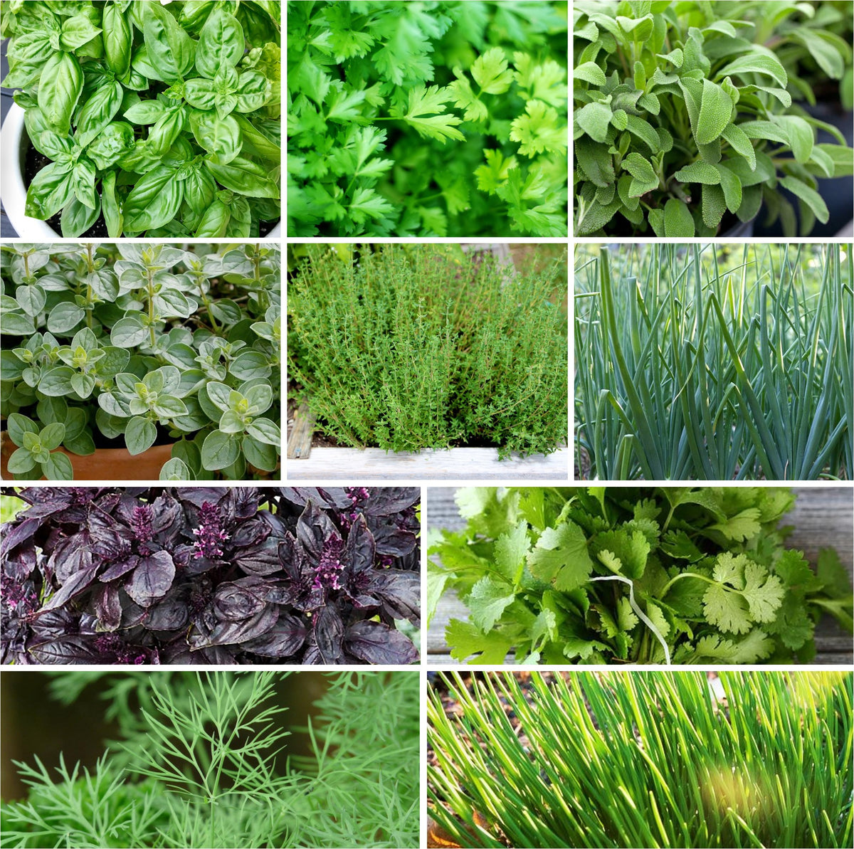 10 "Herb Lovers" Seeds Mix Combination Pack | NonGMO Heirloom Garden ...