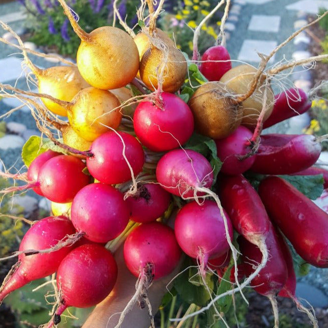 Crayon Colors Mix Radish Seeds | Colorful Rainbow Yellow Pink Purple ...