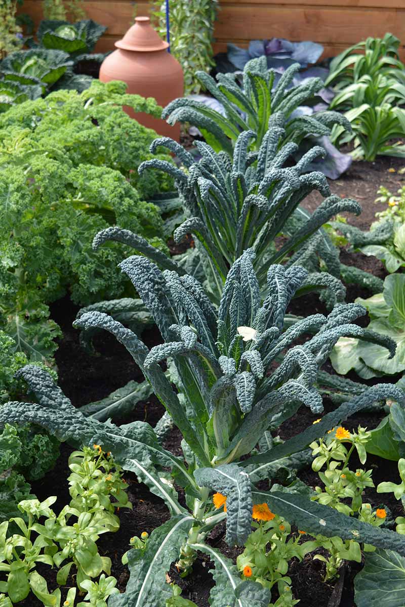 Dinosaur Kale Seeds | Lacinato Italian Tuscan Kale USA Garden Vegetable ...