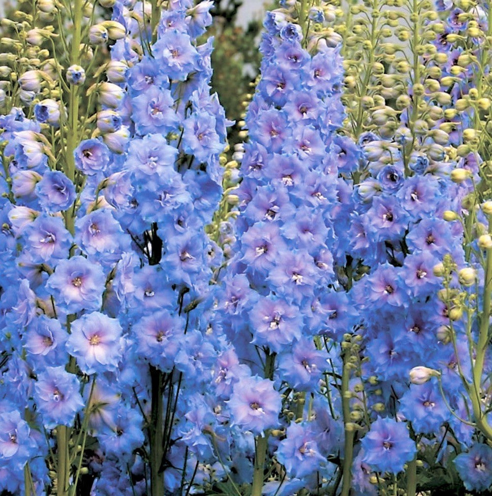 Light Blue Rocket Larkspur Seeds | Delphinium Consolida NON GMO Annual ...