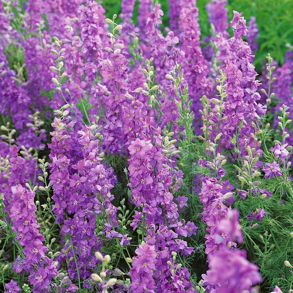 Lilac Rocket Larkspur Seeds | Purple Delphinium Consolida NON GMO ...