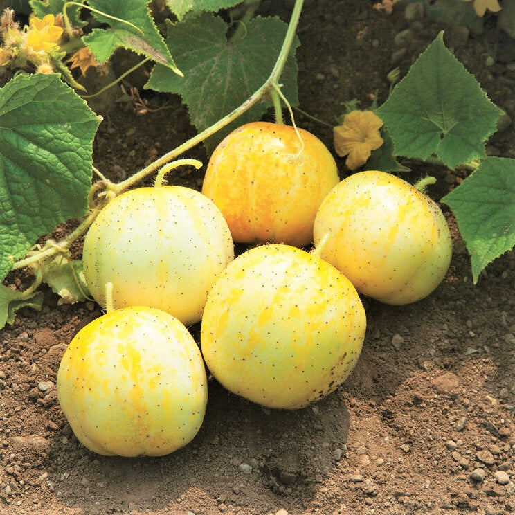 Lemon Cucumber Seeds | Yellow Golden Crystal Apple Cucumbers Slicing or ...