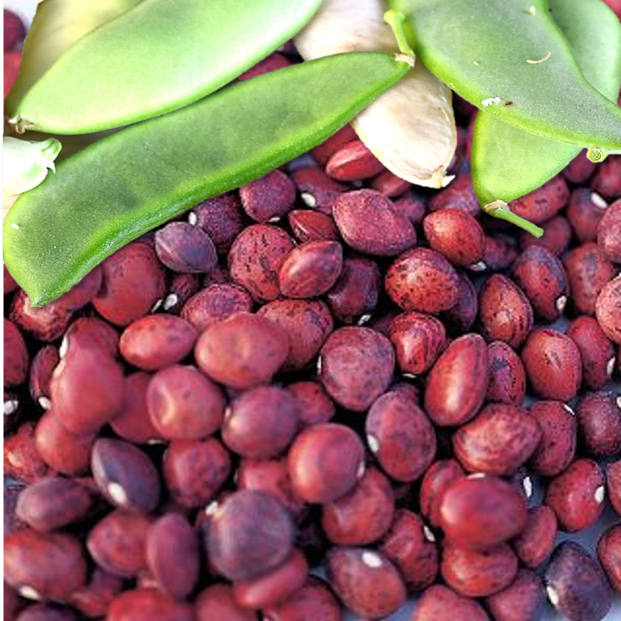 Dixie Speckled Butterpea Lima Bean Seed | Southern Baby Butter Beans ...