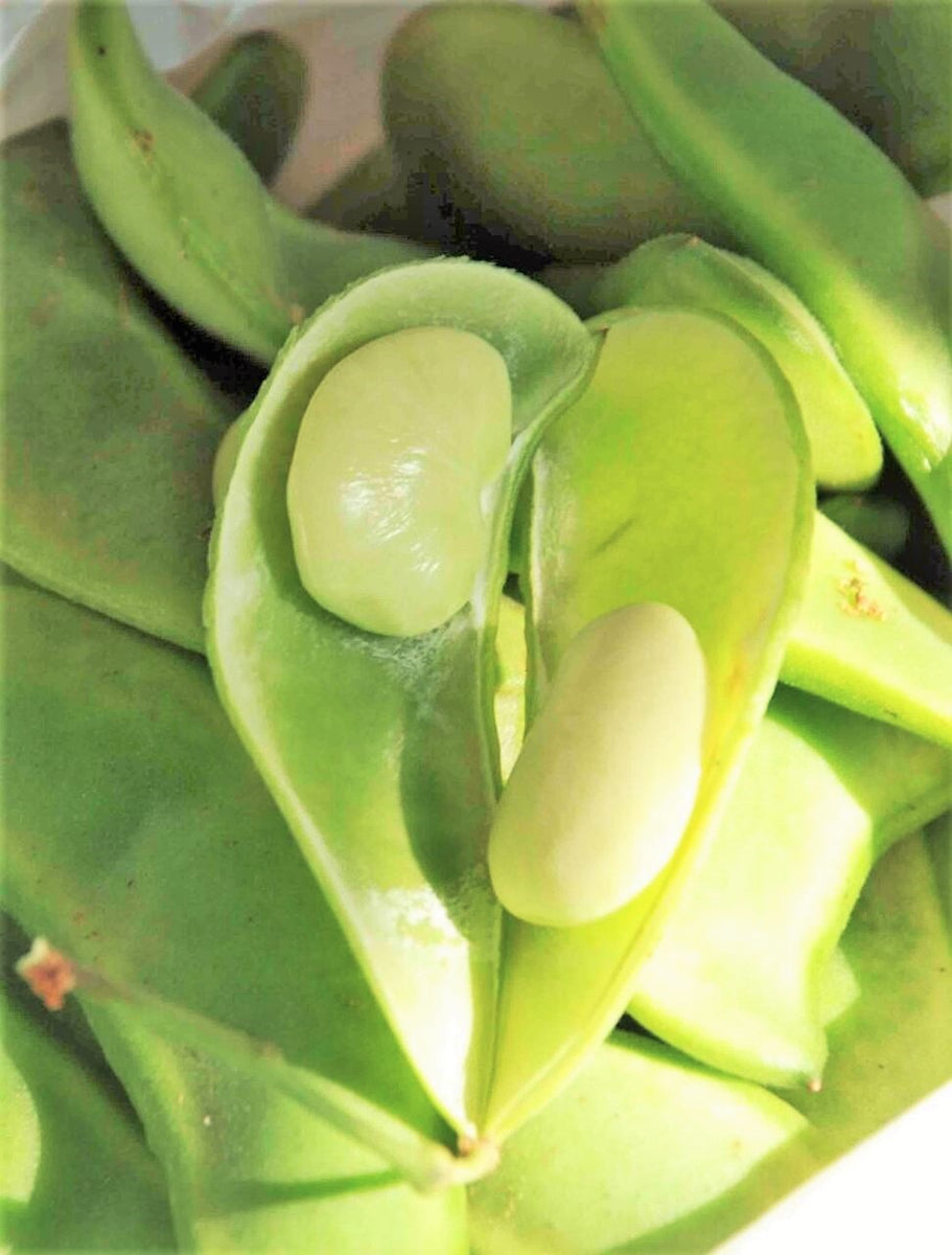 Henderson Lima Bean Seed | Baby Butter Beans Heirloom Non GMO Field ...