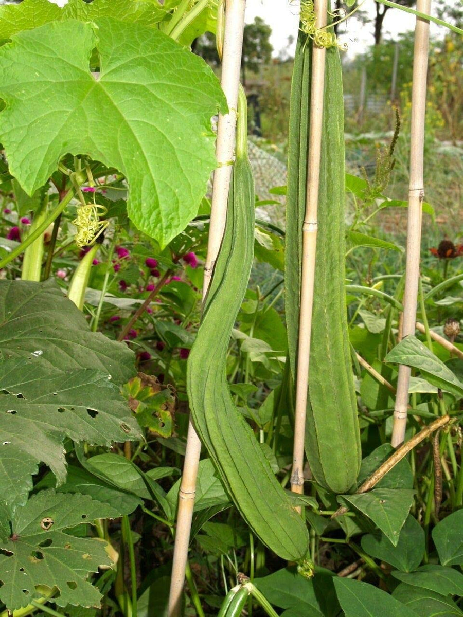 Bonanza Luffa Gourd Seeds | Ridged Angled Gourds Asian Melon Loofah ...