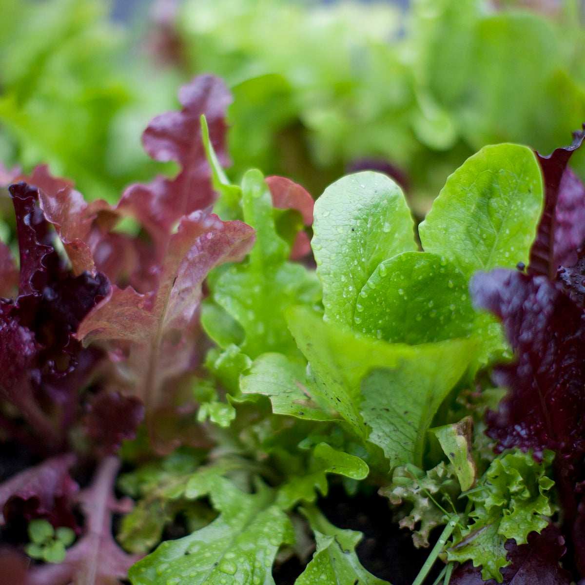Mesclun Mix Lettuce Seeds | Non GMO Heirloom USA Garden Vegetable ...