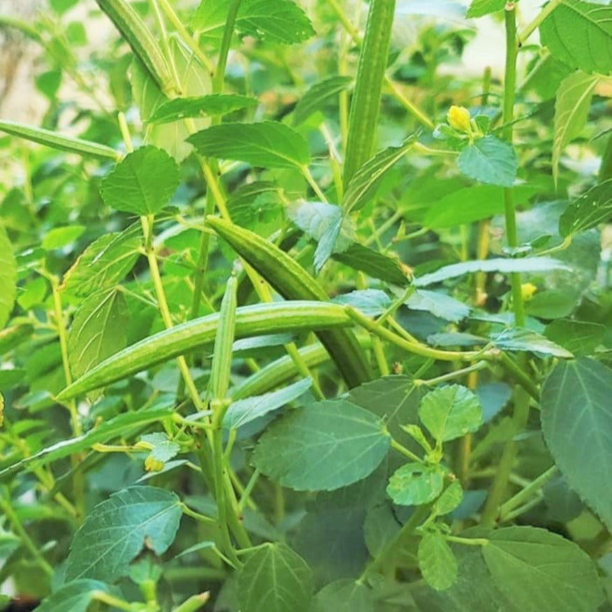 Molokhia (Jute Mallow) Seeds | Corchorus Olitorius Egyptian African ...