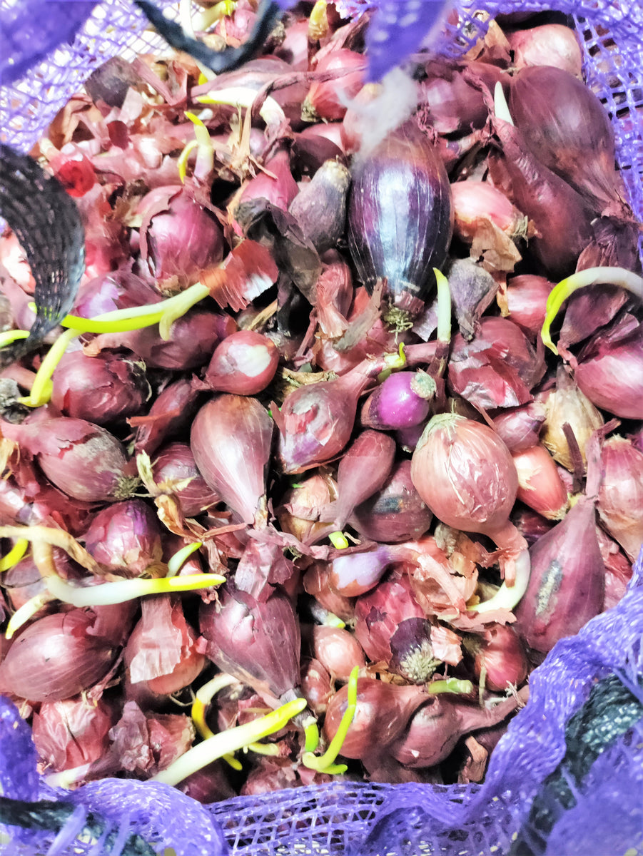 Karmen Red Onion Sets (Bulbs) | For Planting Gardening Sweet Excellent ...