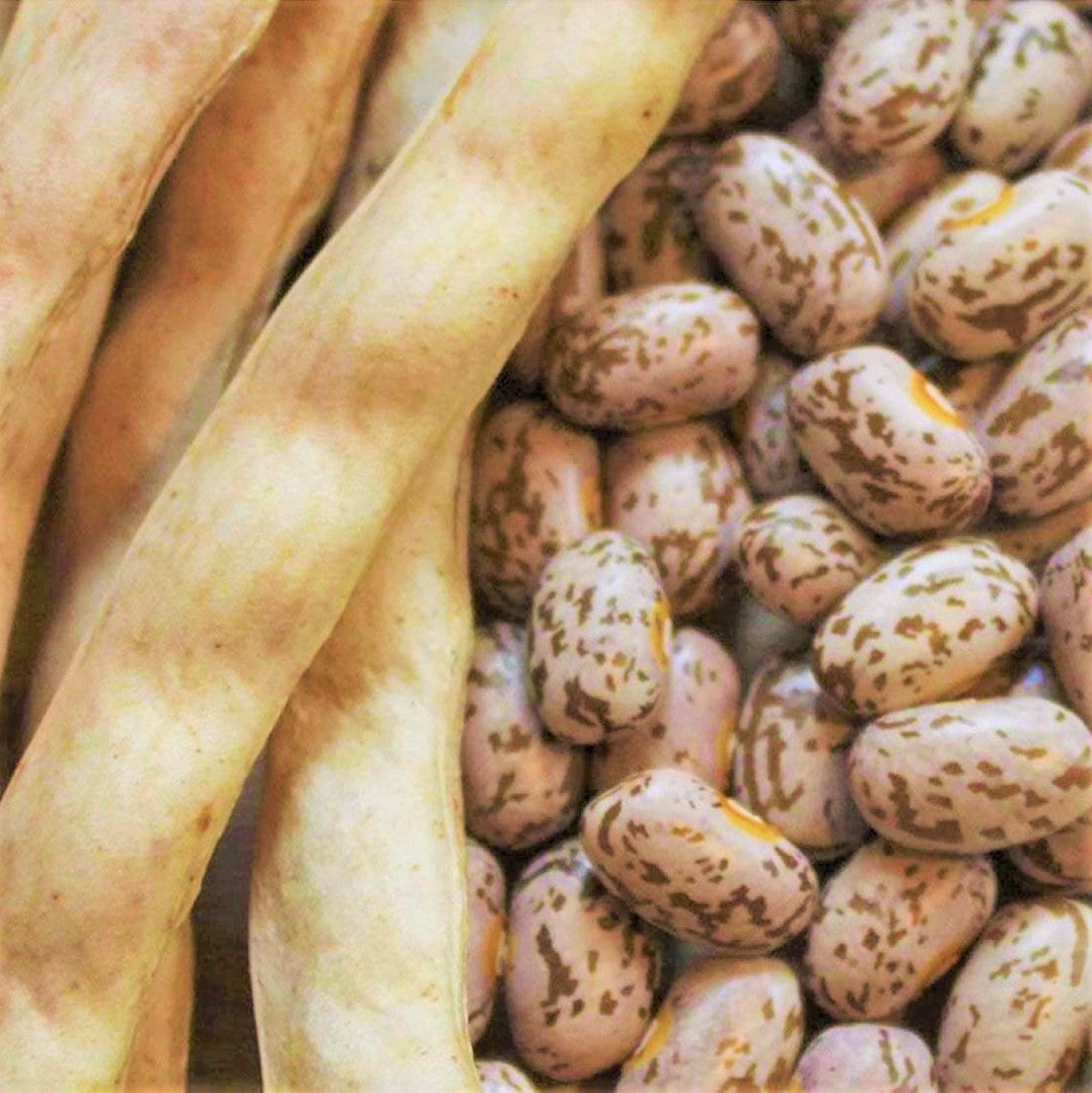 Pinto Bean Plant Growth 20 Phaseolus Vulgaris Seeds, Pinto Bean