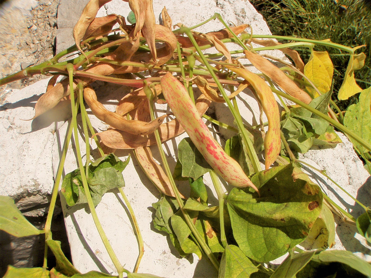 Pinto Bean Plant Growth 20 Phaseolus Vulgaris Seeds, Pinto Bean