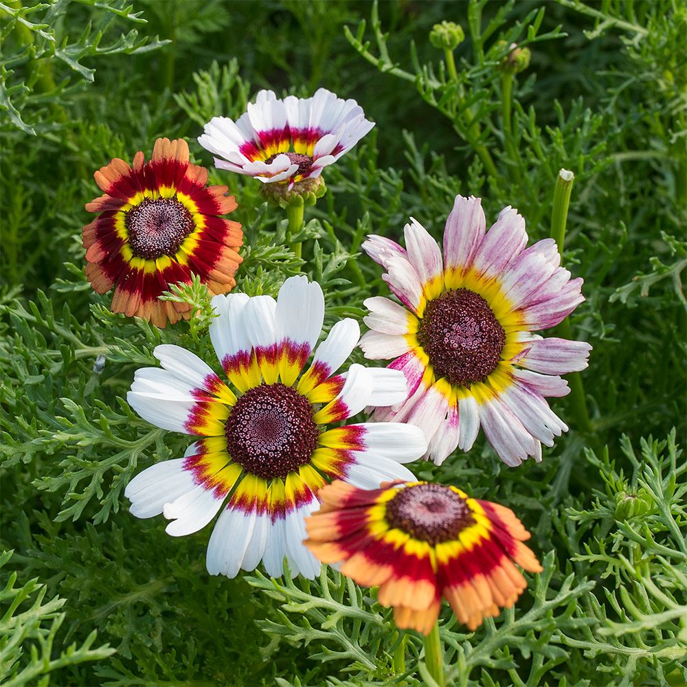 Painted Mix Daisy Seeds | Tricolor Chrysanthemum Carinatum Rainbow ...