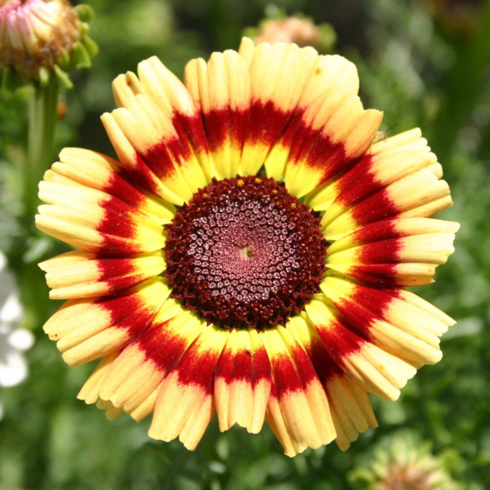Painted Mix Daisy Flower Seeds | USA Garden Ring Blanket Sunflower Sun ...