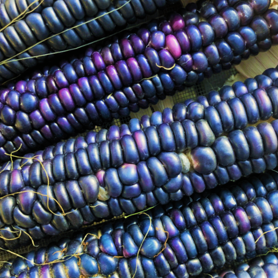 Rio Grande Blue Indian Corn Seeds | Hopi Yoeme New Mexican Tarahumara ...