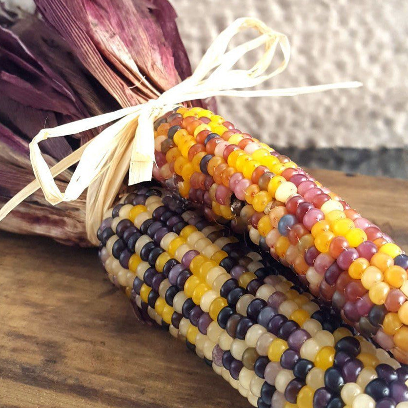 Red Husk Spectrum Indian Corn Seeds | Ornamental Maize Native American ...