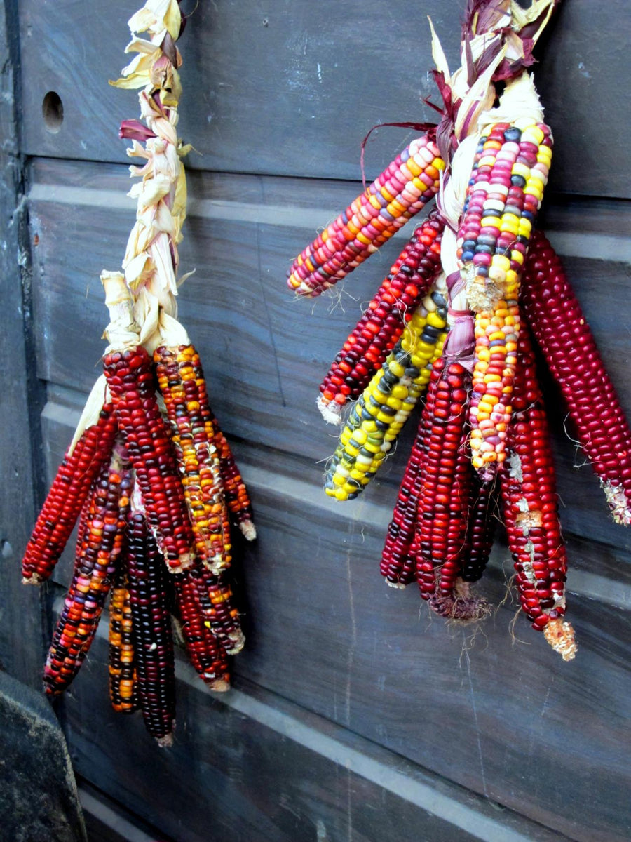 Bloody Butcher Corn Seeds | Jimmy Red Moonshine Indian Ornamental Dent ...