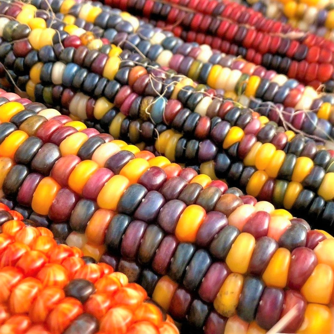 Fiesta F1 Indian Corn Seeds | Ornamental Maize Native American Flint ...