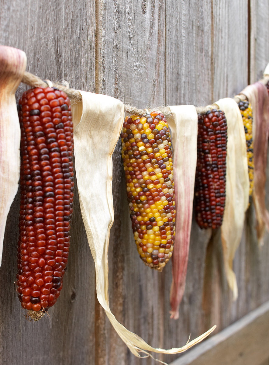 Bloody Butcher Corn Seeds | Jimmy Red Moonshine Indian Ornamental Dent ...