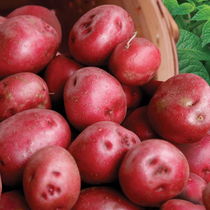Red Pontiac Seed Potatoes | For Growers Short Tuber Red Skin Potato ...
