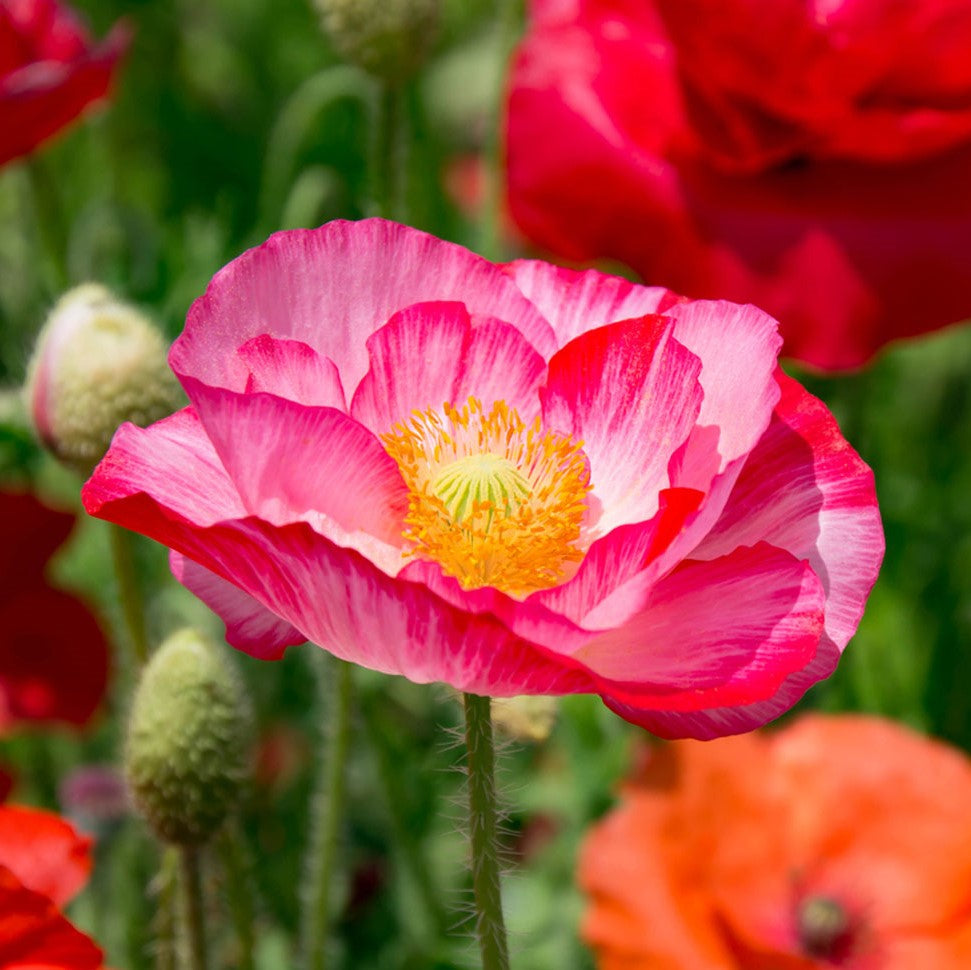 Double Mix Shirley Poppy Seeds | Pink White Red English Field Poppies ...