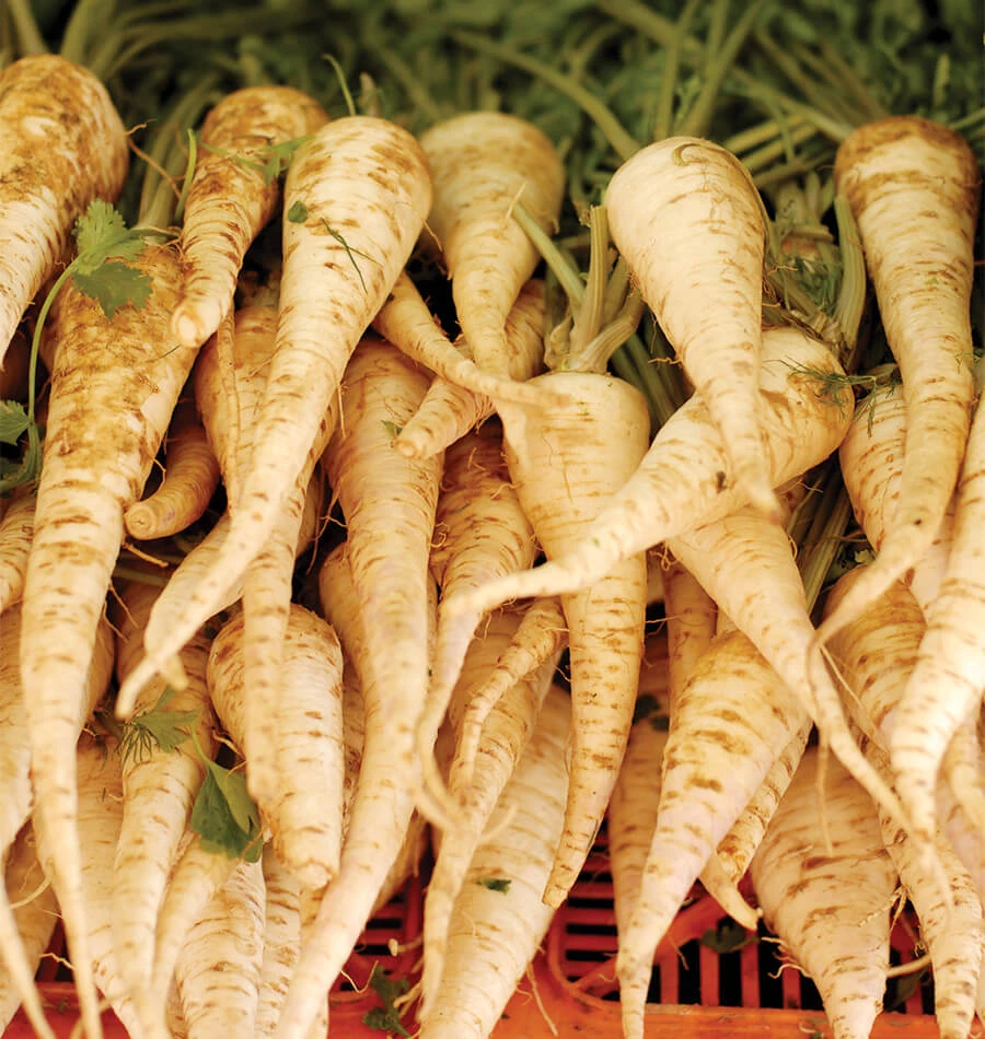 Early Harris Model Parsnip Seeds | USA Garden Root Vegetable Turnip ...