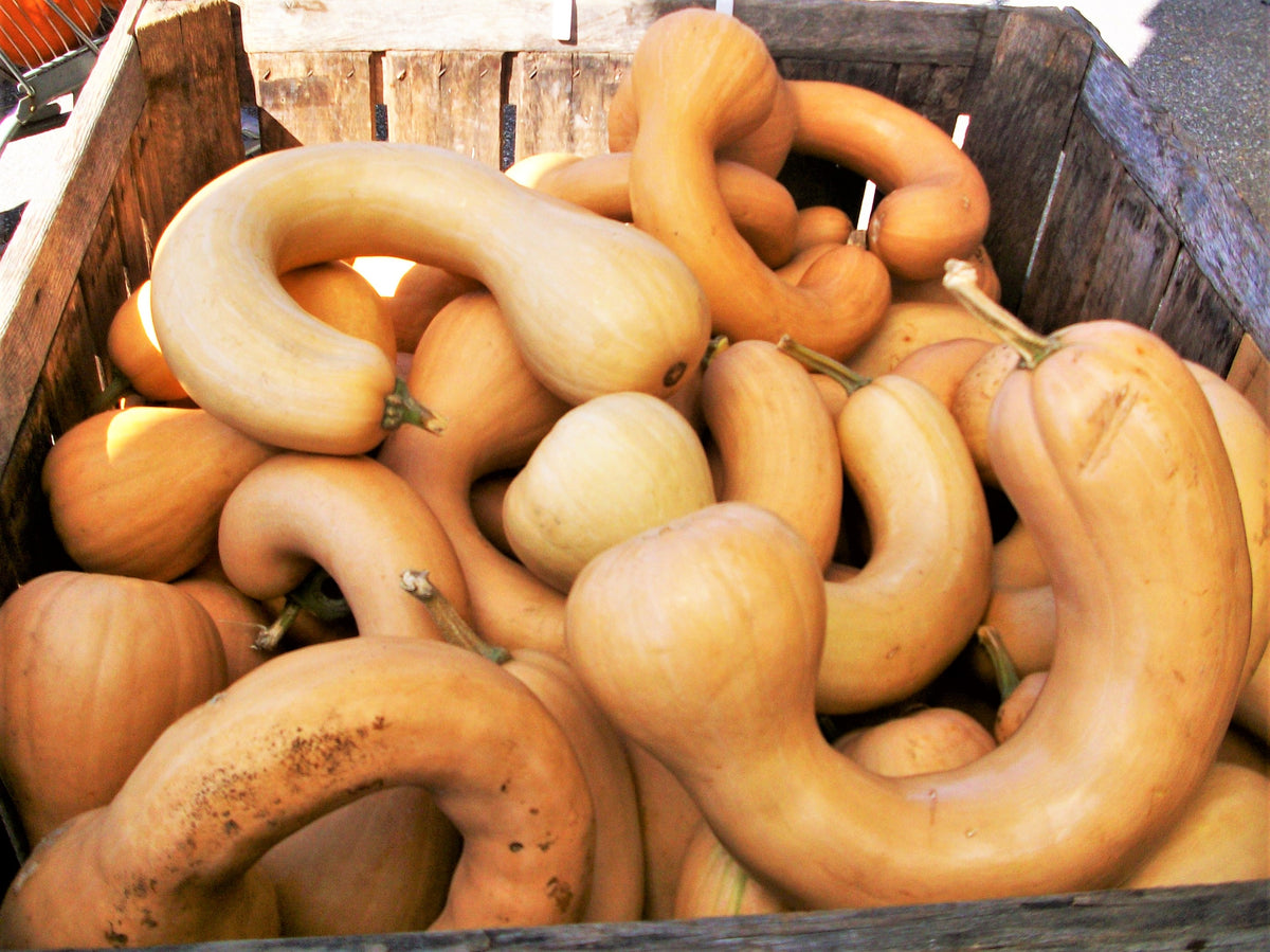 Turkey Neck Pumpkin Seeds | Pennsylvania Dutch Long Crookneck Squash ...