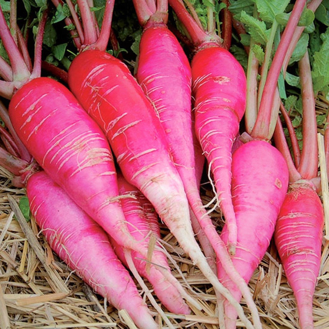 China Rose Radish Seeds | Pink Magenta Red Daikon Radishes Non GMO ...