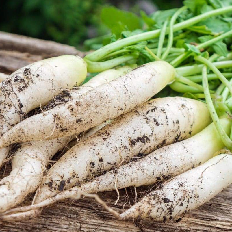 White Icicle Radish Seeds | Baby Daikon Heirloom Chinese Winter Luobo ...