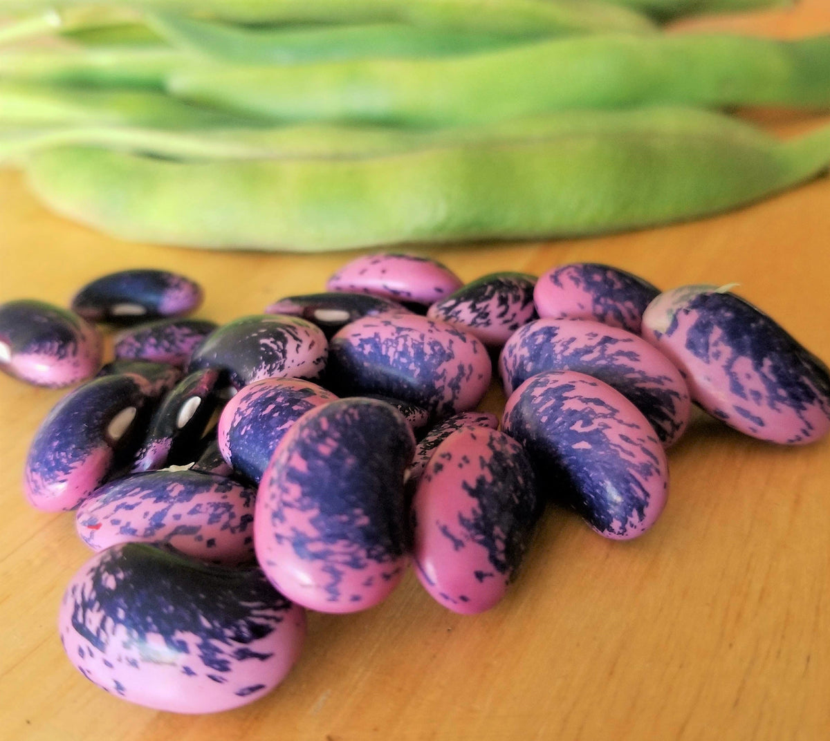 Scarlet Runner Bean Seeds (Pole) | Magic Pink Purple Beans in Green ...