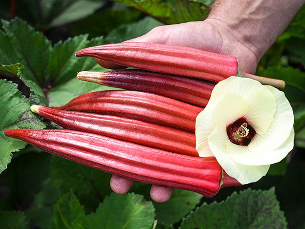 Burgundy Red Okra Seeds | USA Garden Vegetable Southern Spineless ...