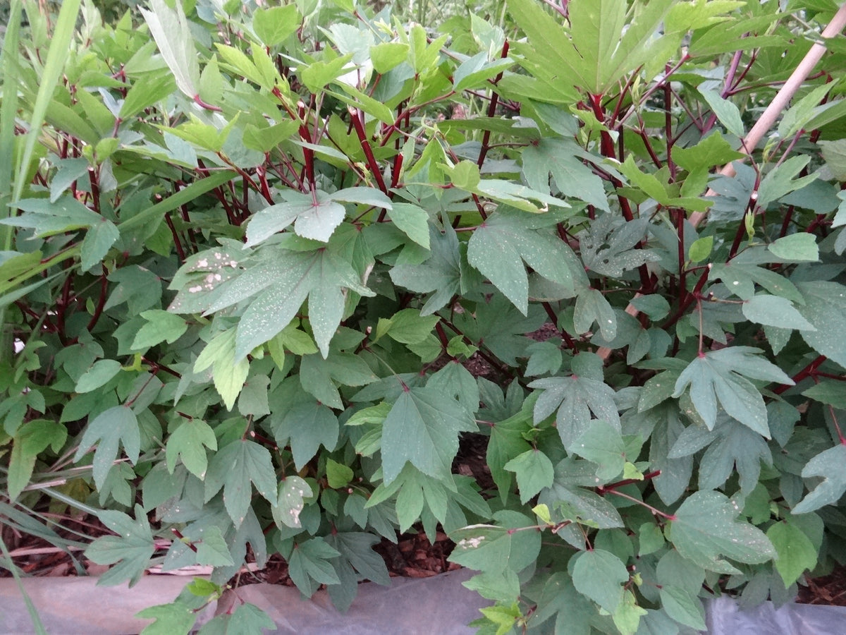 Red Hibiscus Roselle Seeds | Hibiscus sabdariffa Burmese Chin Baung ...