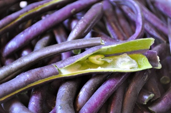 Royal Burgundy Bean Seeds | Purple Violet Bean Beetle Resistant ...