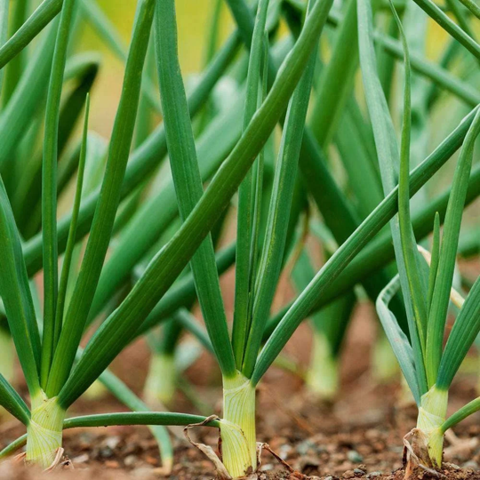 Tokyo Long Bunching Green Onion Seeds | Asian Vegetable Scallion Onions ...