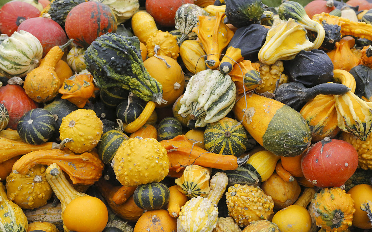Ornamental Gourd Small Mix Seeds | USA Garden Fall Autumn Wing Pumpkin ...