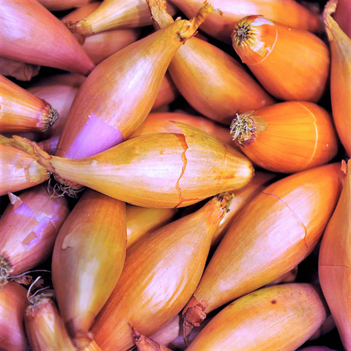 Monique Pink French Shallot Sets (Bulbs) | Semi-Long F1 Echalote Banana ...