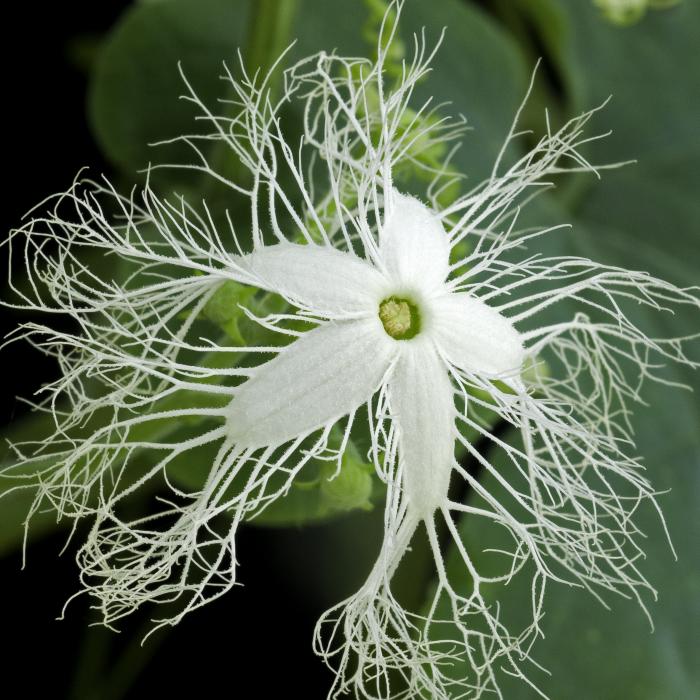 Buag Ngu Snake Gourd Seeds | White Striped Green Serpent Chichinda ...