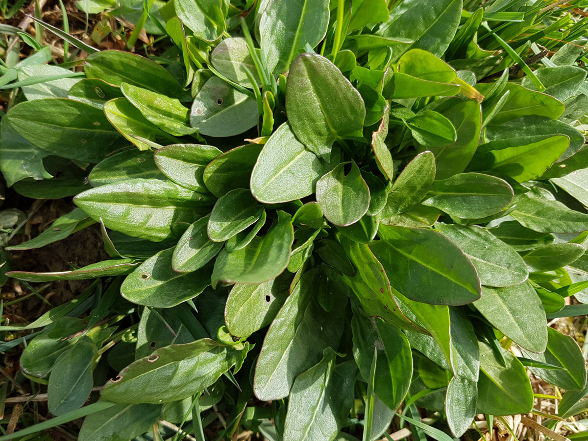 Large Leaf Sorrel Seeds | Non GMO Heirloom Herbs Vegetable USA Plant ...