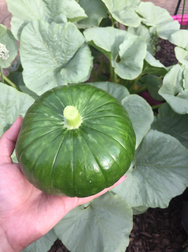 Cupcake Squash Seeds | Round Dark Green Summer Squash Patty Pan 8 Ball ...