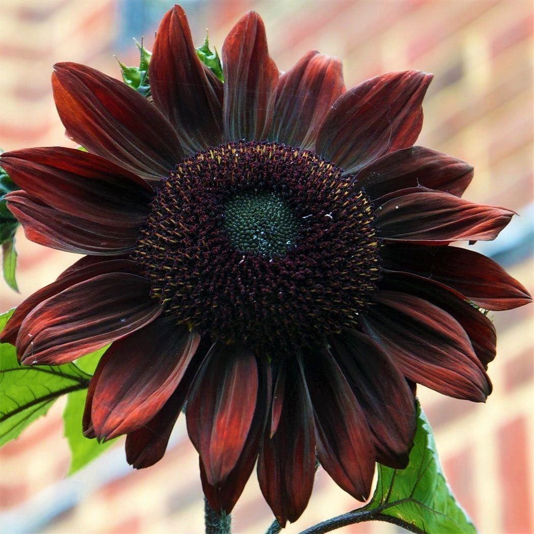 Chocolate Cherry Sunflower Seeds | USA Garden Flowers Big Red Brown Sun ...