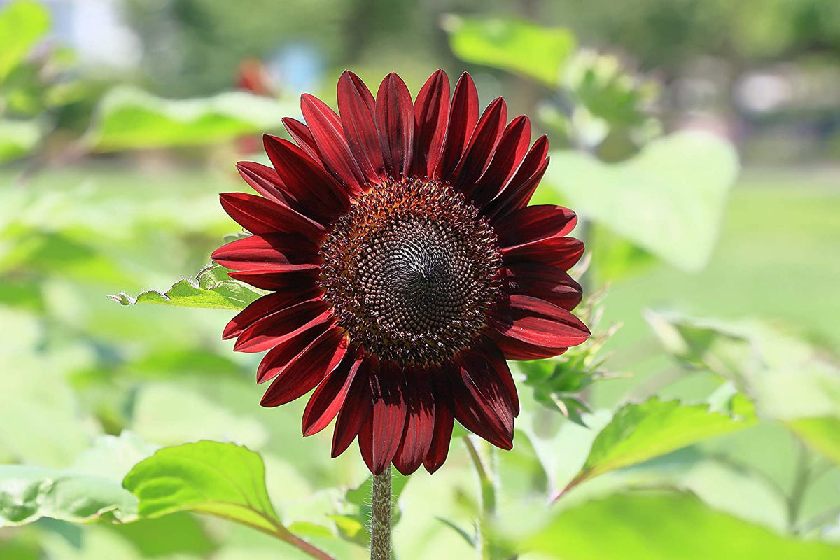 Red Sunflower Plants