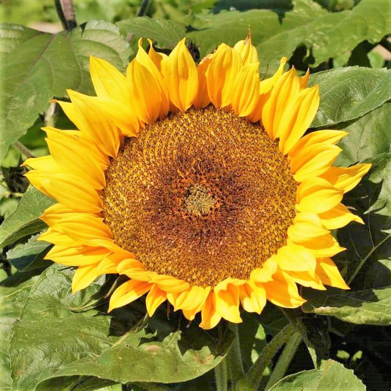 Dwarf Sunspot Sunflower Seeds | Helianthus Anuus Short Stuff Yellow Sun ...