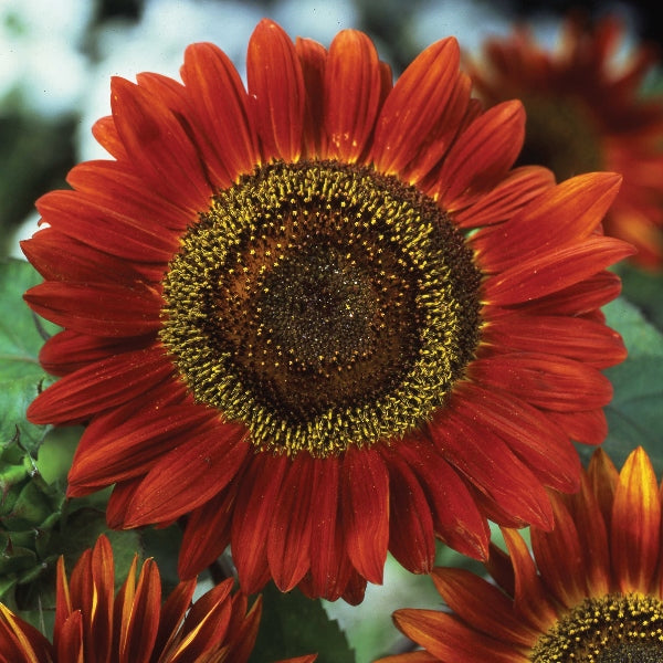 Red Sun Sunflower Seeds | Maroon Burgundy Gold Evening Sun Flower Cut ...