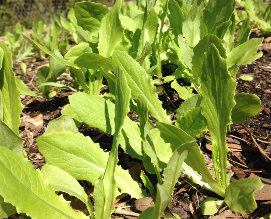 Sword Choy Seeds / AA Choy Seeds | Chinese Narrow Leaf Lettuce A-Choy ...